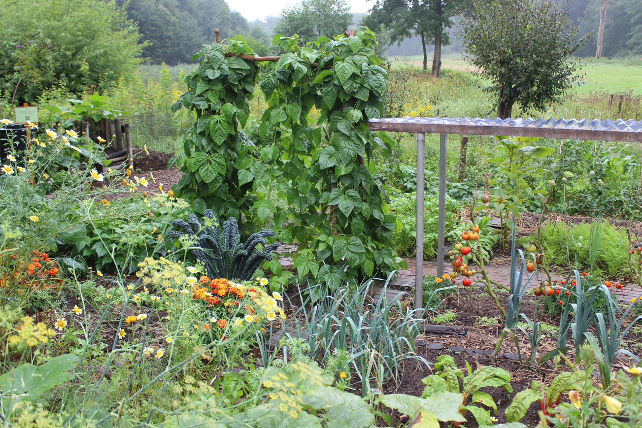 Lezing Teeltplan en vruchtwisseling | HALLO Online