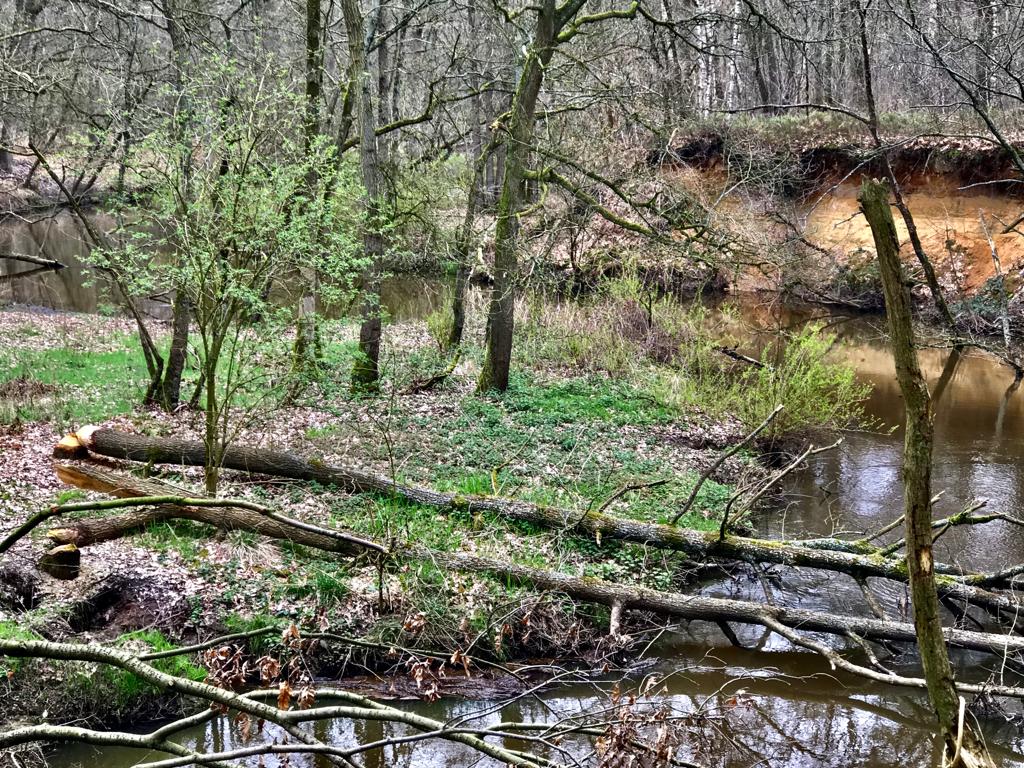 Op ontdekking in het bos | HALLO Online
